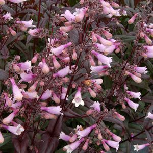 Penstemon digitalis 'Mystica'